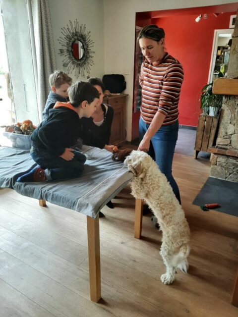 Stage contre la phobie des chiens (cynophobie) - De la main à la patte